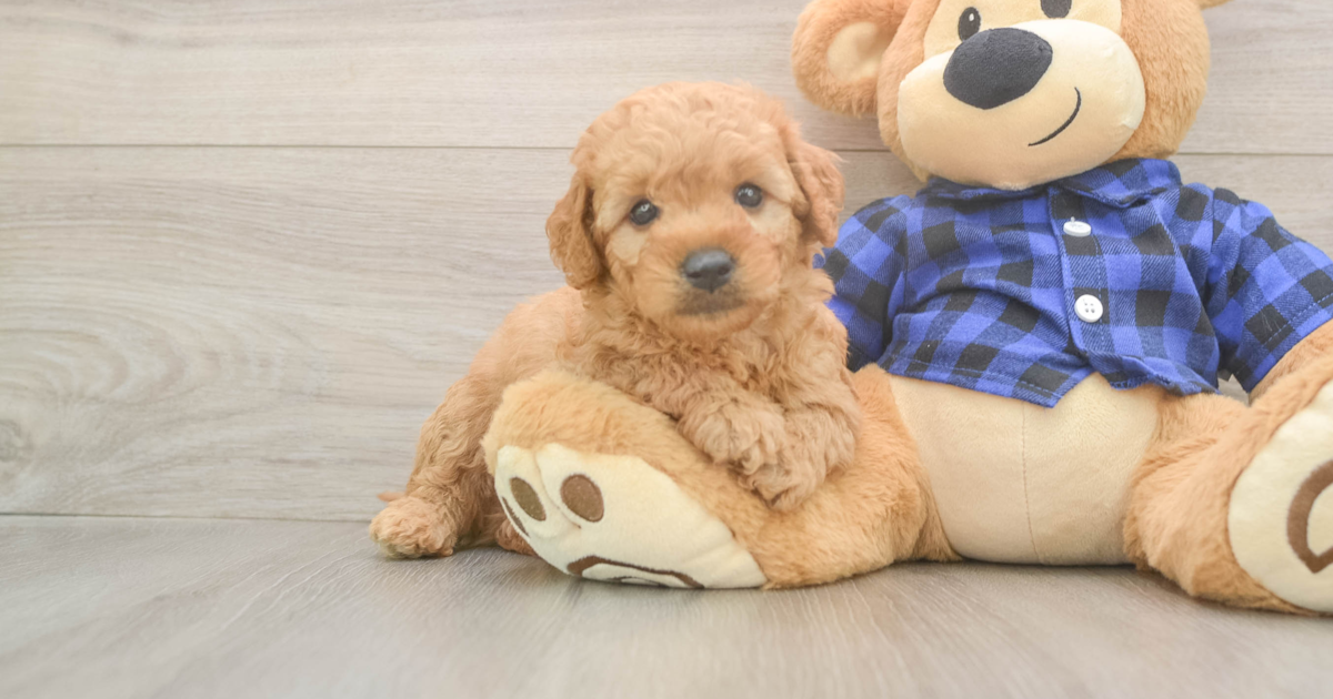 Smart Mini Goldendoodle Kramer: 4lb 3oz Doodle Puppy