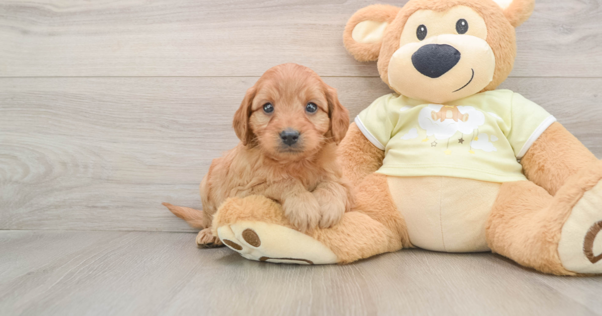 Smart Mini Goldendoodle Kramer: 5lb 15oz Doodle Puppy