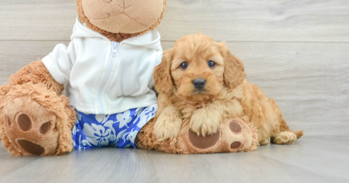 Cute Mini Goldendoodle Kylie: 7lb 2oz Doodle Puppy
