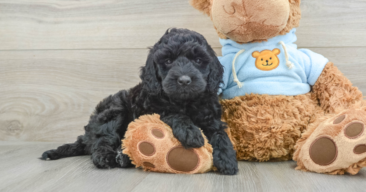 Smart Mini Goldendoodle Lilo: 6lb 10oz Doodle Puppy
