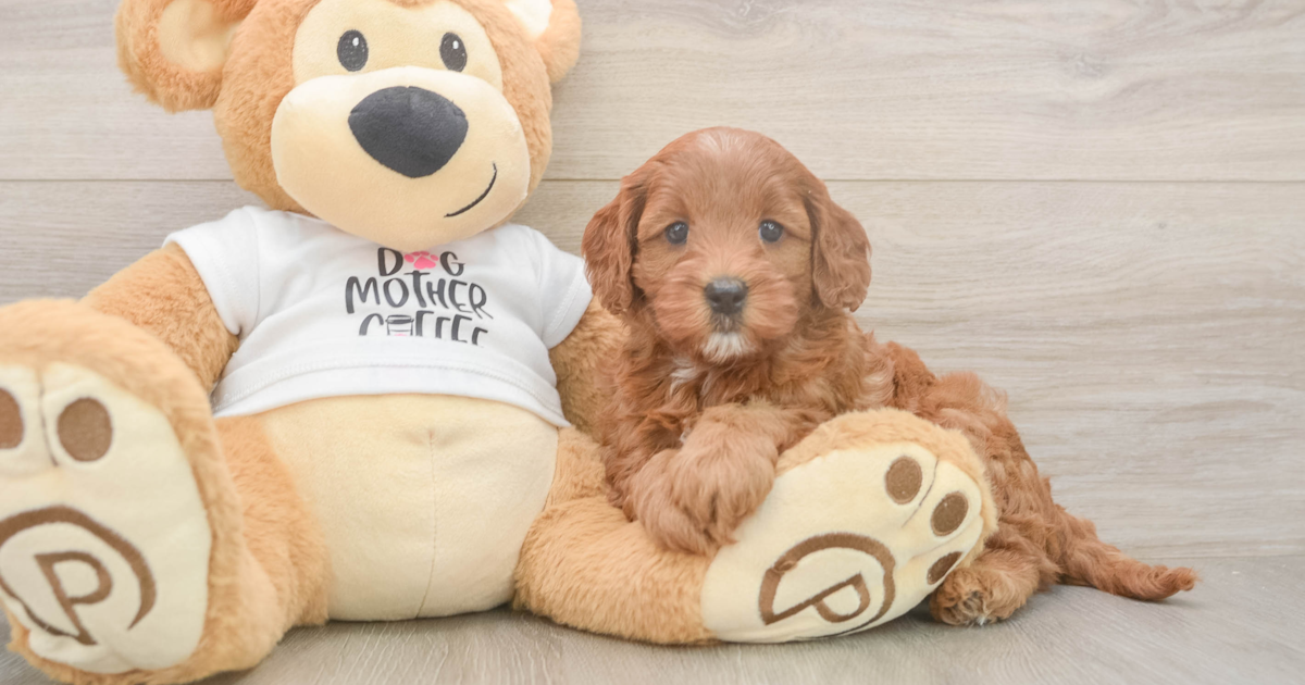 Smart Mini Goldendoodle Lilo: 4lb 14oz Doodle Puppy