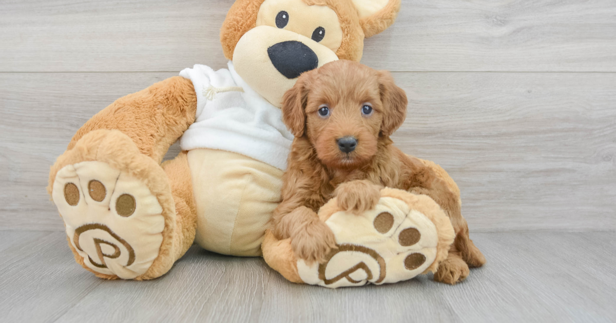 Smart Mini Goldendoodle Livi: 5lb 3oz Doodle Puppy