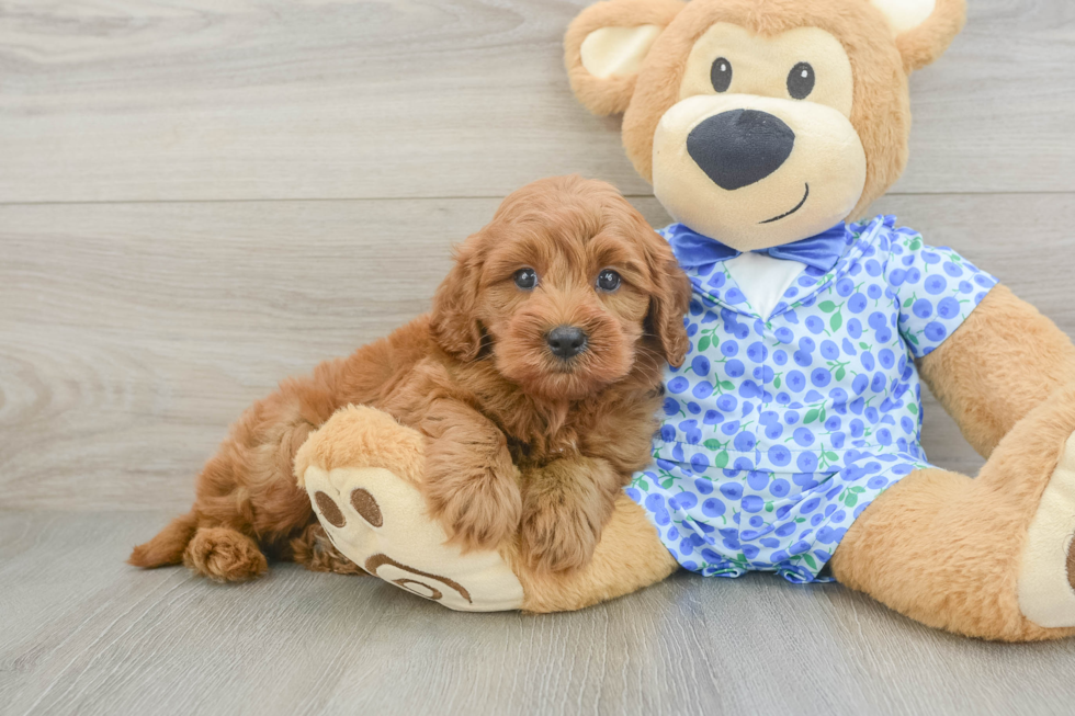 Petite Mini Goldendoodle Locke: 6lb 4oz Doodle Puppy
