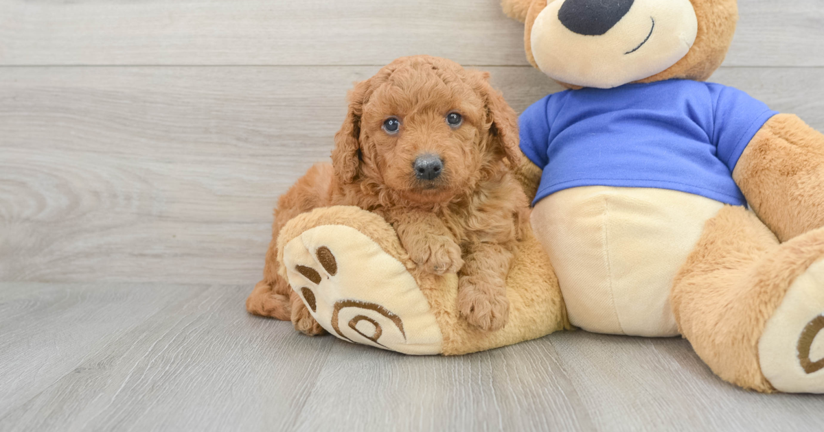 Fluffy Mini Goldendoodle Lush: 6lb 7oz Doodle Puppy