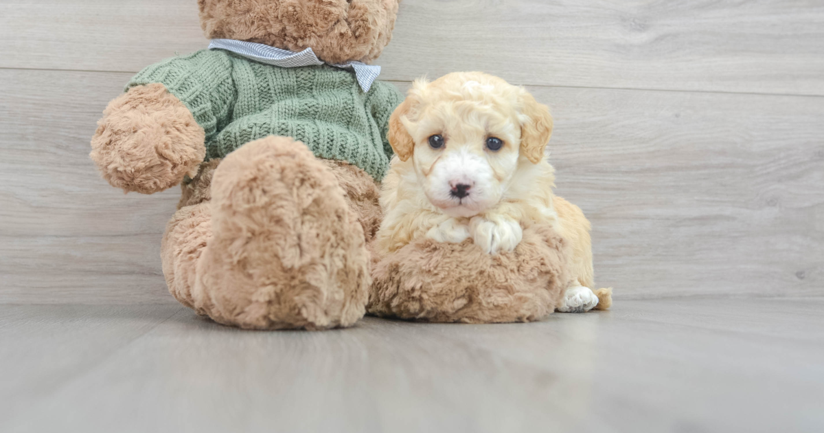 Smart Mini Goldendoodle Lydia: 4lb 4oz Doodle Puppy
