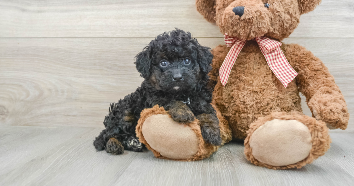 Friendly Mini Goldendoodle Lydia: 3lb 5oz Doodle Puppy