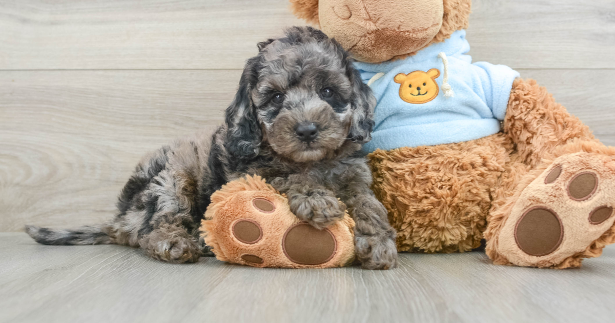 Smart Mini Goldendoodle Lydia: 6lb 11oz Doodle Puppy