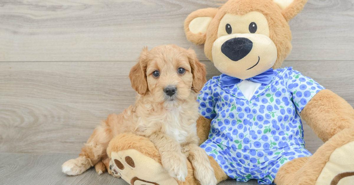Smart Mini Goldendoodle Malibu: 6lb 8oz Doodle Puppy