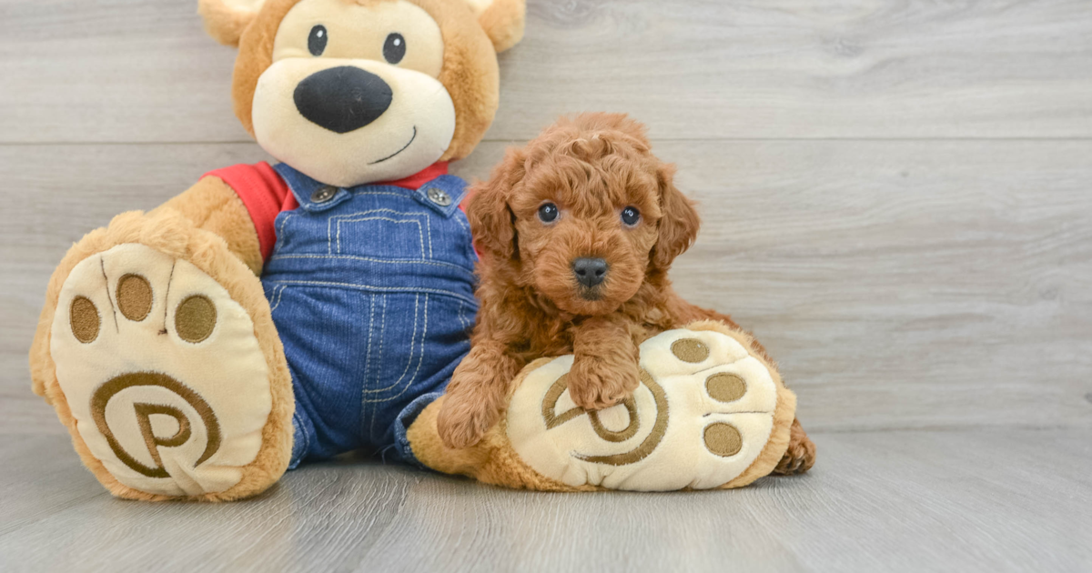 Smart Mini Goldendoodle Maple: 5lb 2oz Doodle Puppy