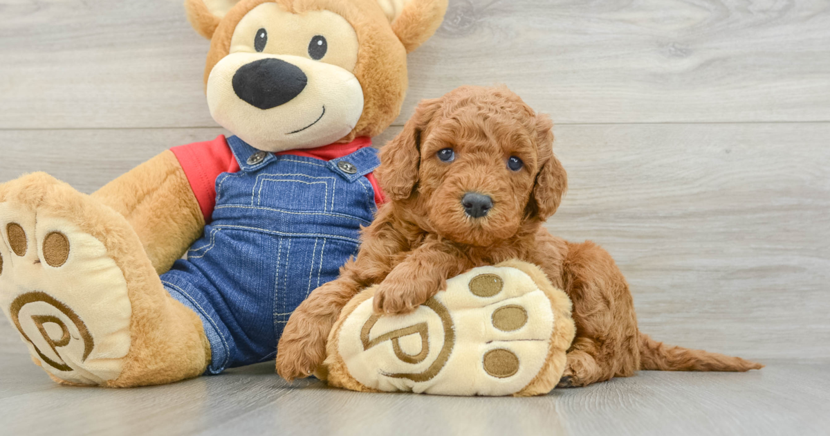 Smart Mini Goldendoodle Maserati: 6lb 14oz Doodle Puppy