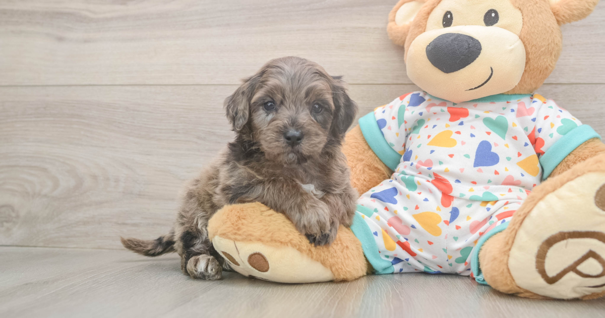 Fluffy Mini Goldendoodle Motley: 5lb 2oz Doodle Puppy
