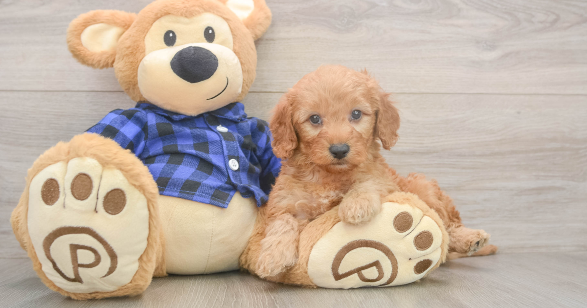 Fluffy Mini Goldendoodle Motley: 4lb 8oz Doodle Puppy