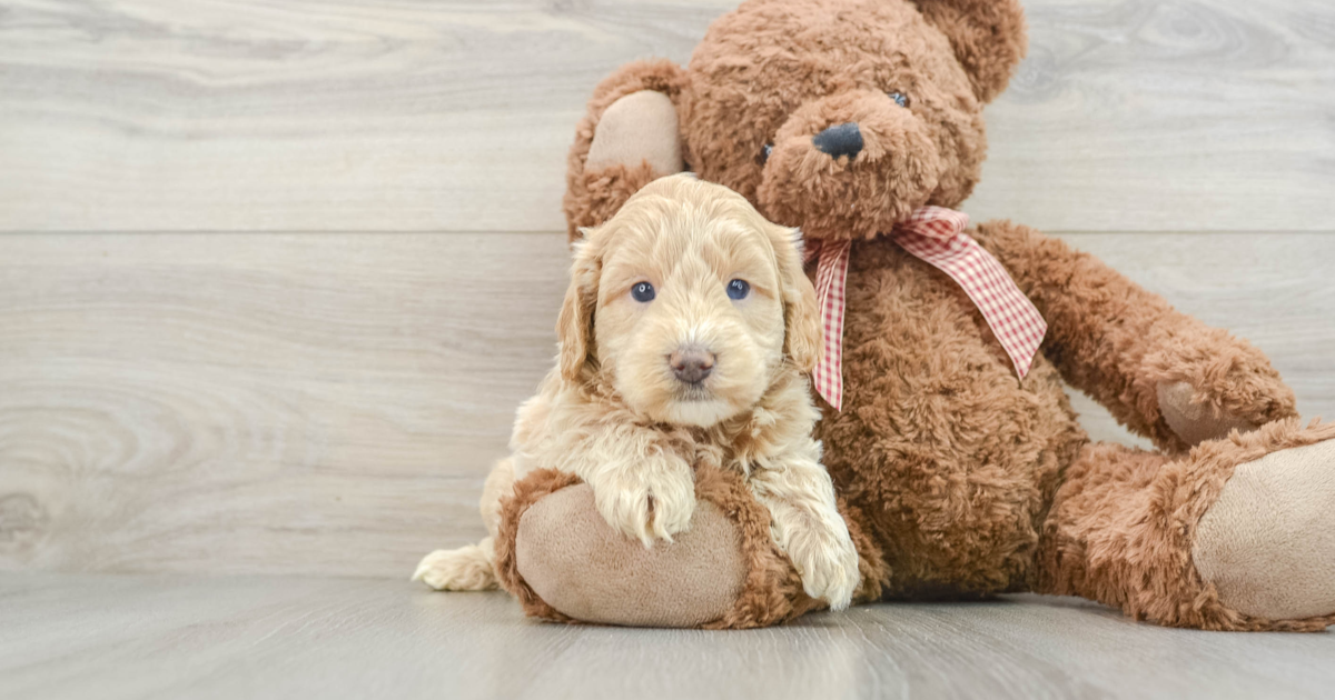 Smart Mini Goldendoodle Myles: 5lb 11oz Doodle Puppy