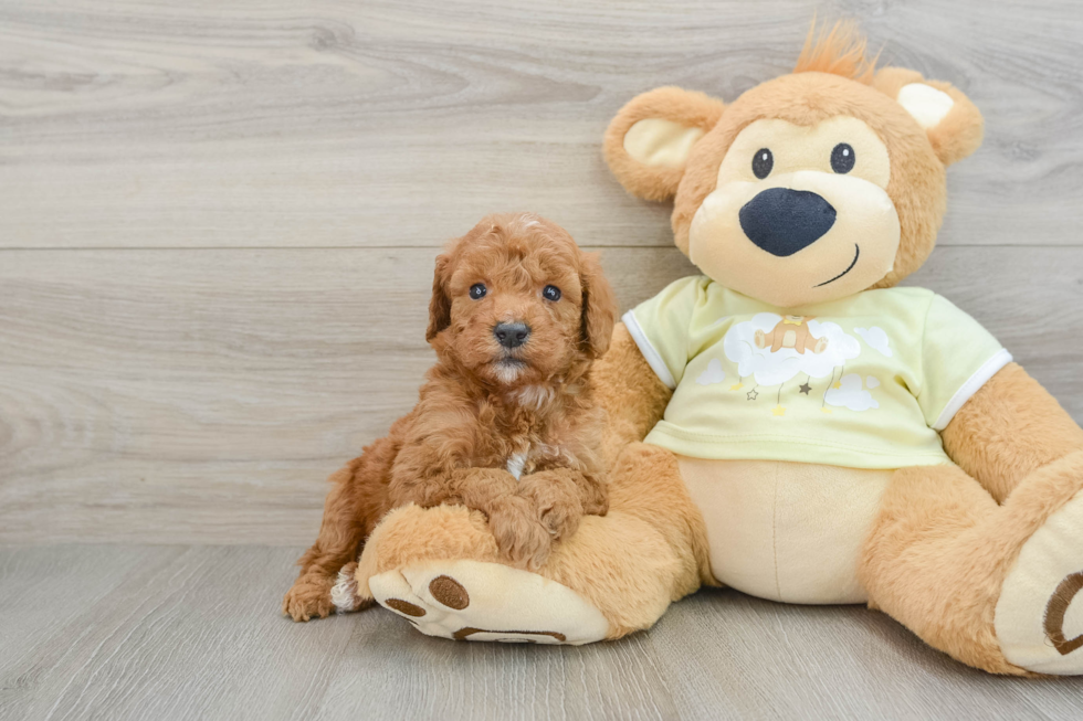 Popular Mini Goldendoodle Pepperjack: 5lb 15oz Doodle Puppy