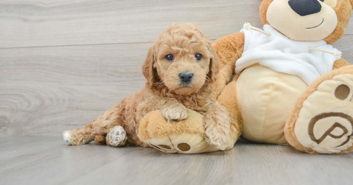Little Mini Goldendoodle Perry: 7lb 9oz Doodle Puppy