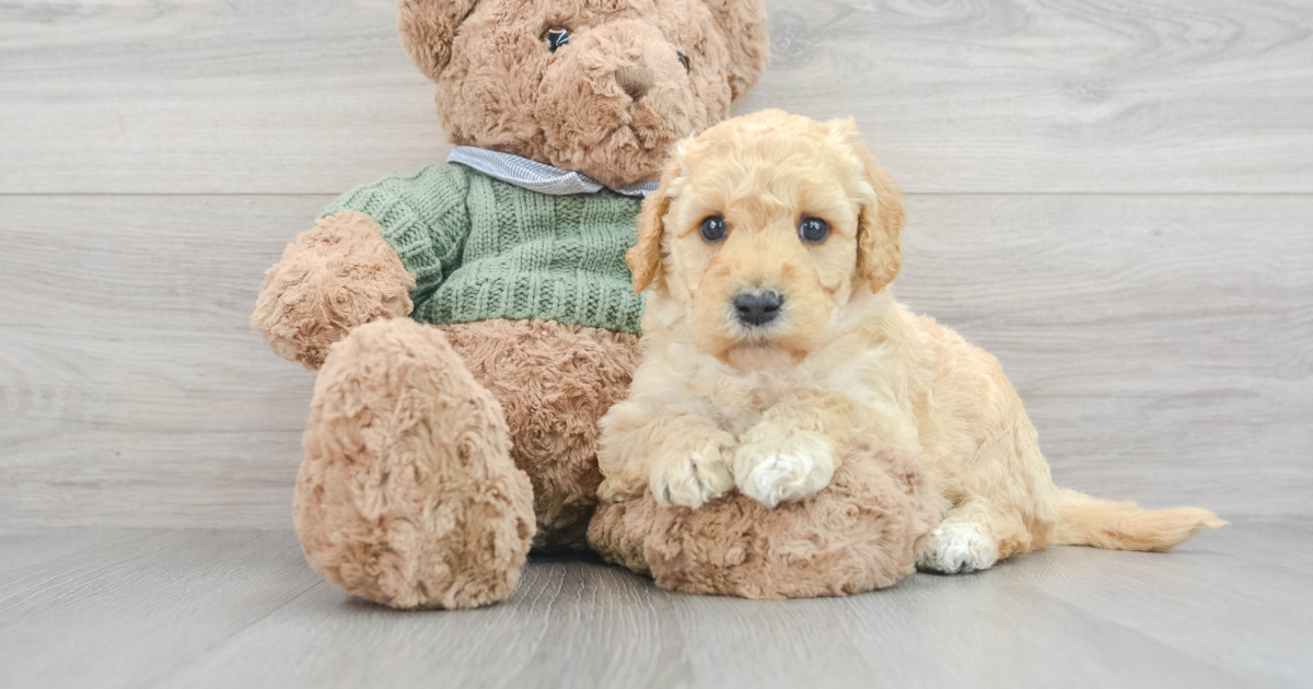 Smart Mini Goldendoodle Perry: 8lb 12oz Doodle Puppy