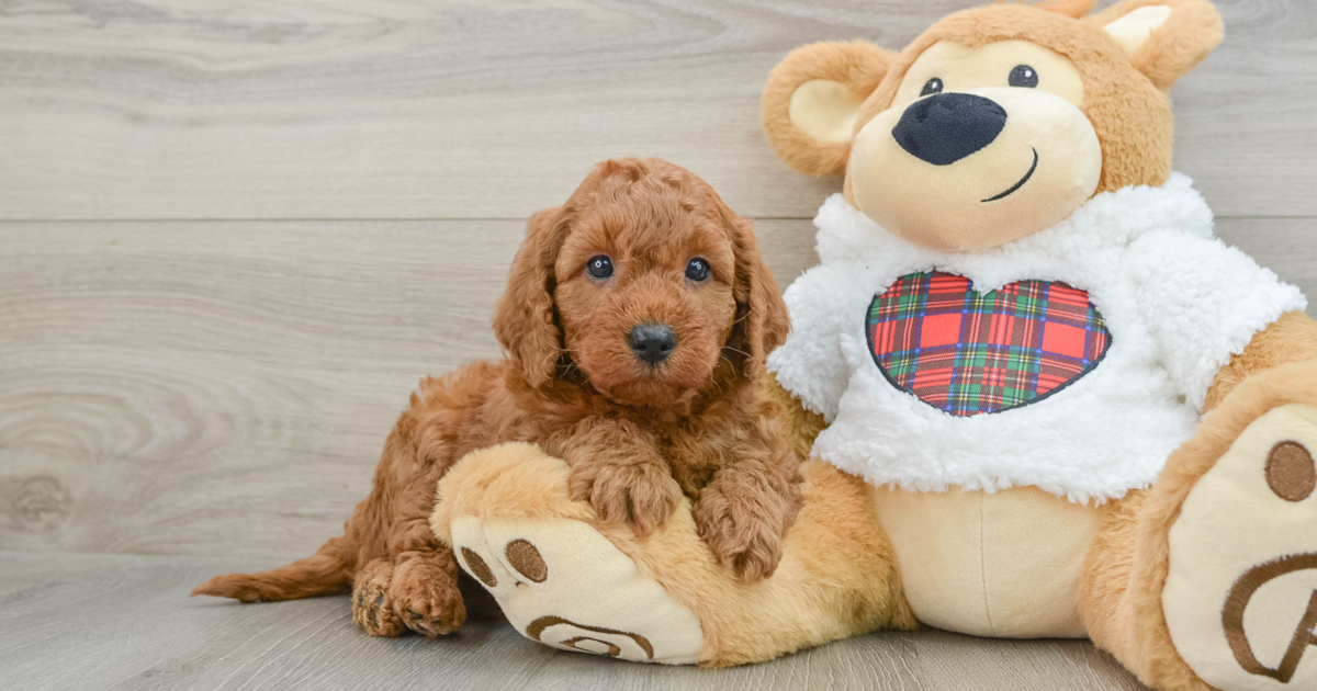 Petite Mini Goldendoodle Perry: 6lb 15oz Doodle Puppy