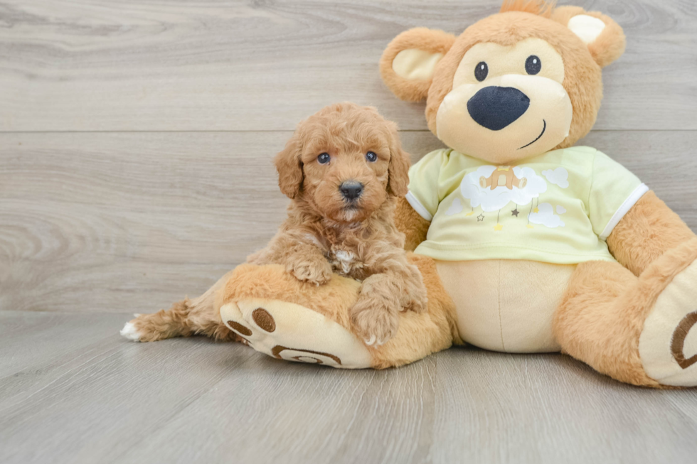 Petite Mini Goldendoodle Perry: 6lb 2oz Doodle Puppy