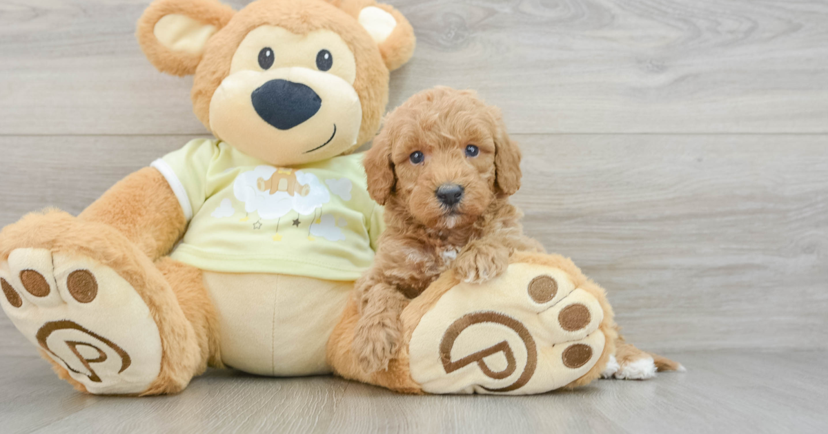 Petite Mini Goldendoodle Perry: 6lb 2oz Doodle Puppy