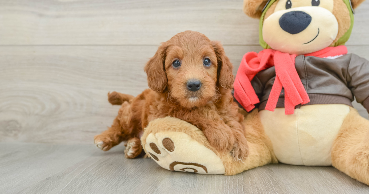 Friendly Mini Goldendoodle Perry: 7lb 4oz Doodle Puppy