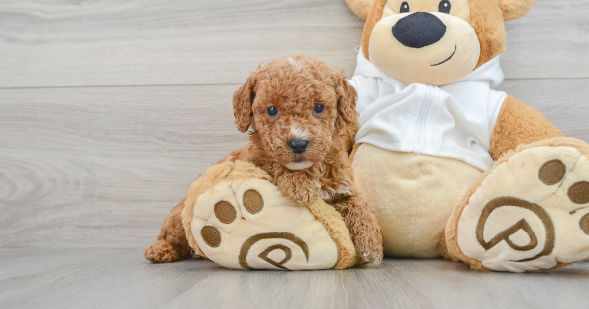 Smart Mini Goldendoodle Phoenix: 4lb 1oz Doodle Puppy