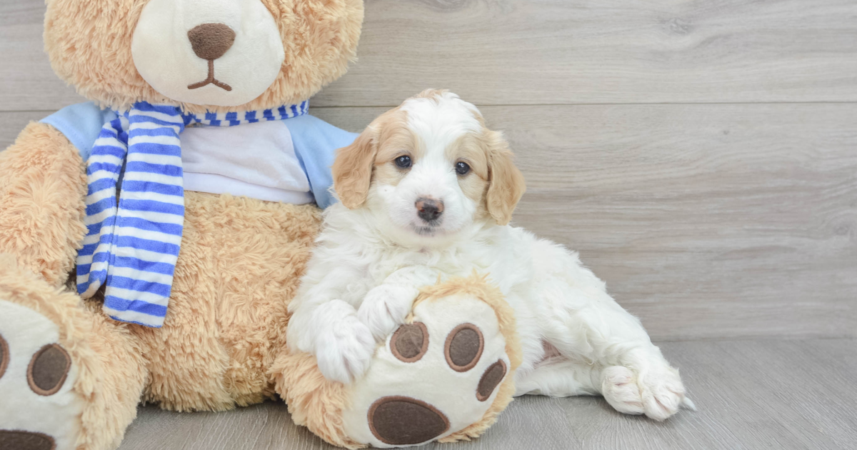 Cute Mini Goldendoodle Phoenix: 5lb 10oz Doodle Puppy