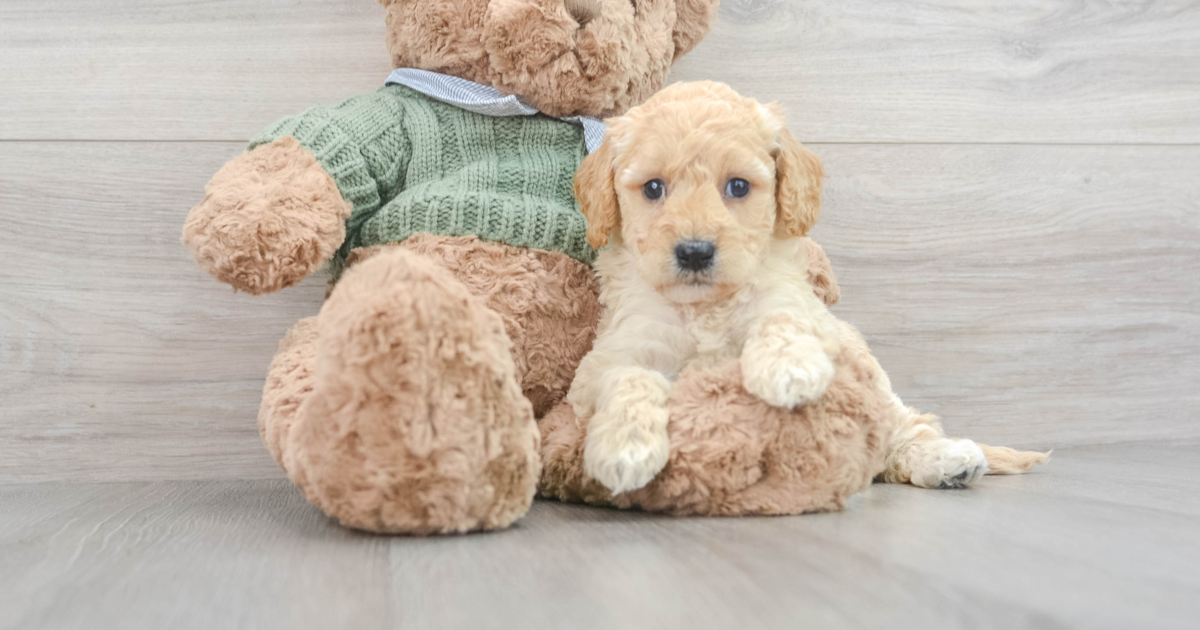 Little Mini Goldendoodle Phoenix: 4lb 4oz Doodle Puppy