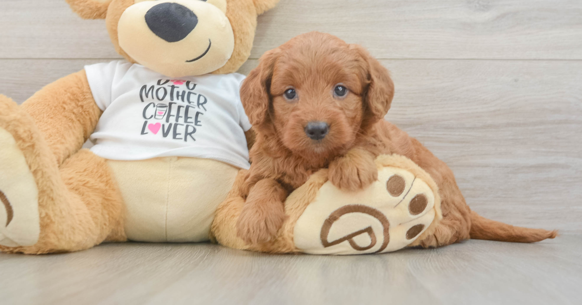Little Mini Goldendoodle Prosecco: 4lb 4oz Doodle Puppy