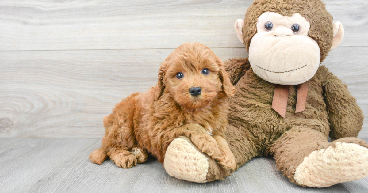 Fluffy Mini Goldendoodle Randy: 5lb 1oz Doodle Puppy
