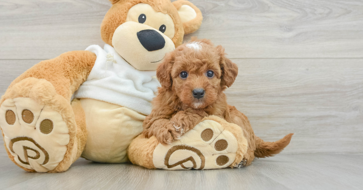Smart Mini Goldendoodle Rapunzel: 4lb 12oz Doodle Puppy