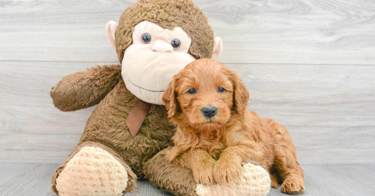 Cute Mini Goldendoodle Renee: 7lb 8oz Doodle Puppy