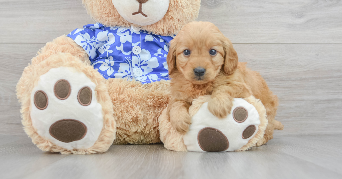Little Mini Goldendoodle Renee: 4lb 3oz Doodle Puppy
