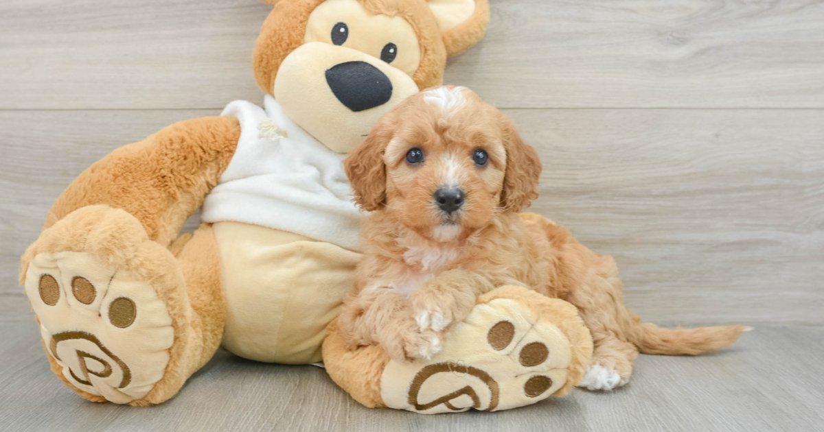Adorable Mini Goldendoodle Renee: 6lb 9oz Doodle Puppy