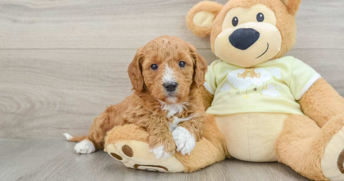 Happy Mini Goldendoodle Renee: 7lb 7oz Doodle Puppy
