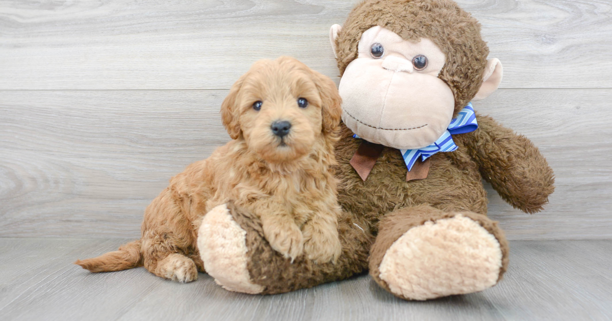 Playful Mini Goldendoodle Renee: 5lb 4oz Doodle Puppy