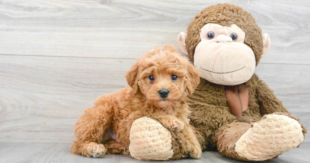Fluffy Mini Goldendoodle Scarlett: 3lb 11oz Doodle Puppy