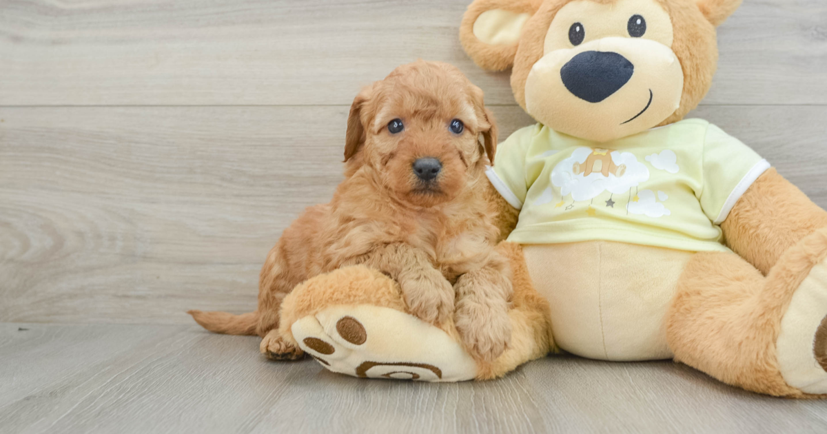 Smart Mini Goldendoodle Scarlett: 6lb 4oz Doodle Puppy