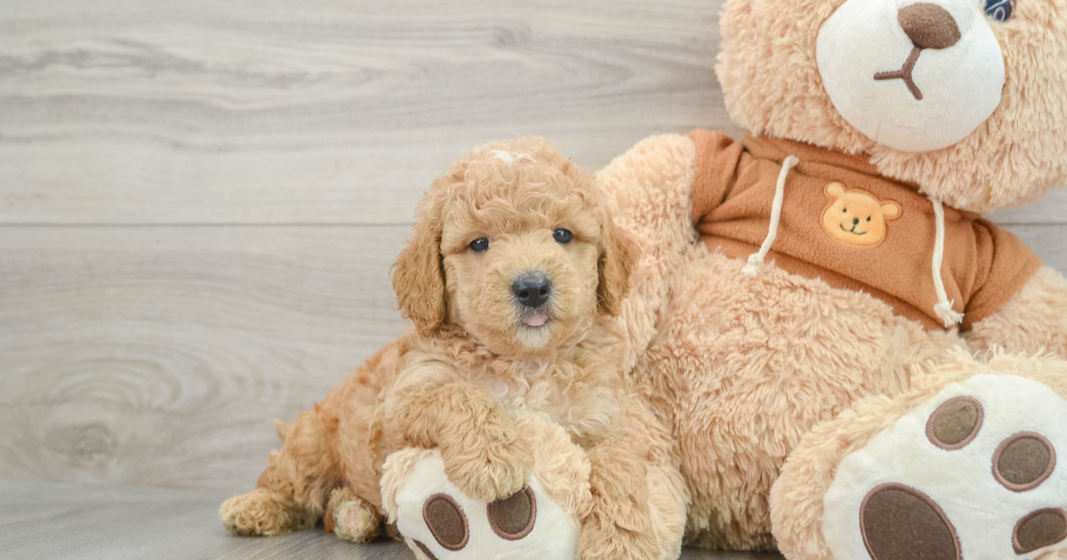 Small Mini Goldendoodle Simms: 6lb 3oz Doodle Puppy