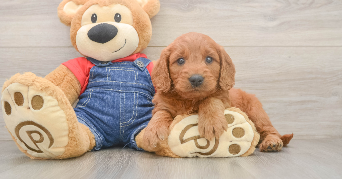 Smart Mini Goldendoodle Simms: 9lb 3oz Doodle Puppy