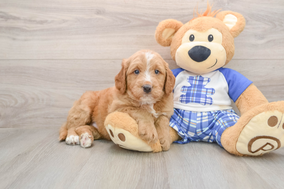 Mini Goldendoodle Simms: 6lb 4oz Doodle Puppy