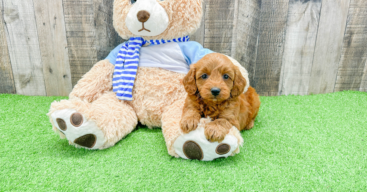 Smart Mini Goldendoodle Skylar: 5lb 4oz Doodle Puppy