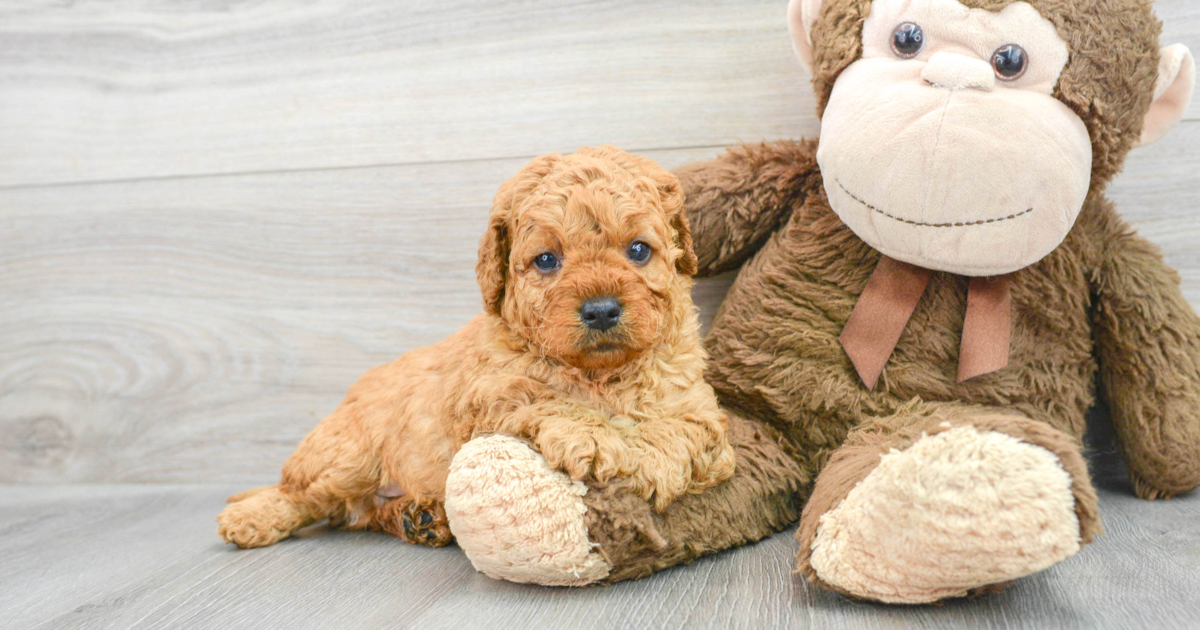 Cute Mini Goldendoodle Stewie: 4lb 5oz Doodle Puppy
