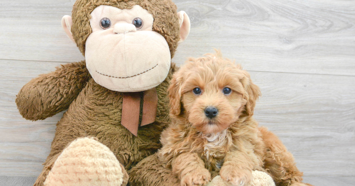 Playful Mini Goldendoodle Stewie: 6lb 5oz Doodle Puppy
