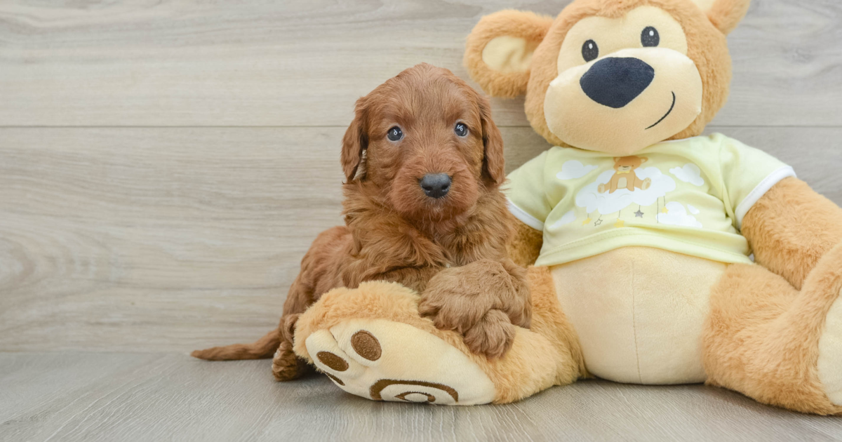 Adorable Mini Goldendoodle Stewie: 8lb 15oz Doodle Puppy