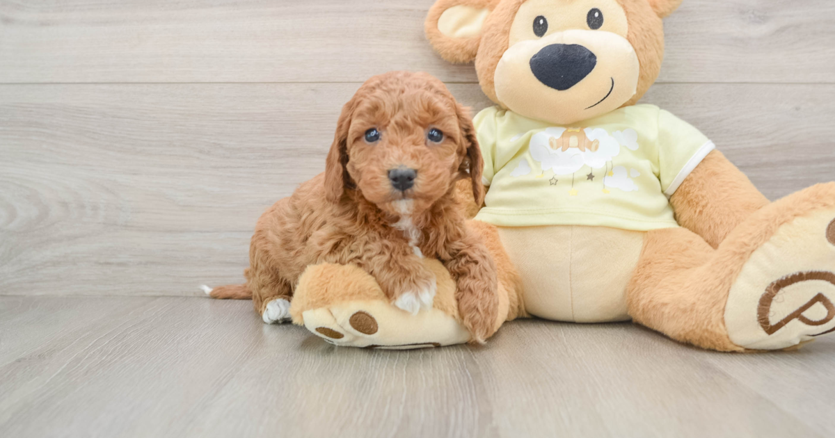 Mini Goldendoodle Tara: 3lb 12oz Doodle Puppy