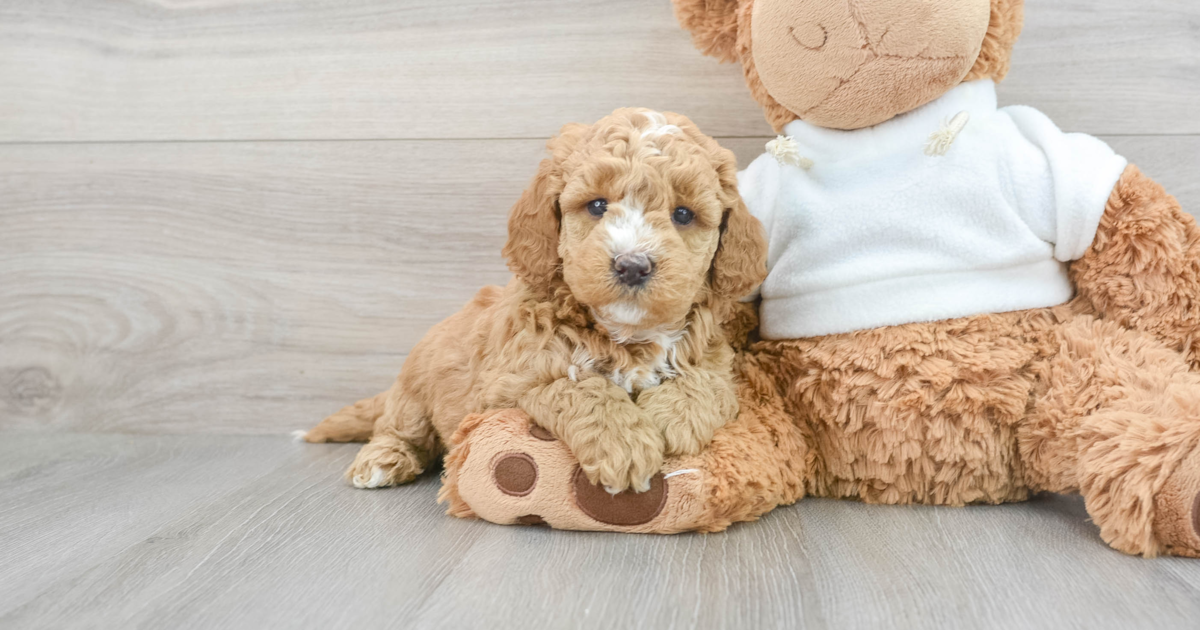 Smart Mini Goldendoodle Tayla: 6lb 15oz Doodle Puppy