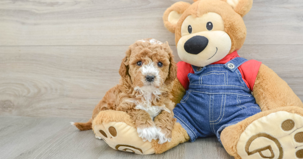 Smart Mini Goldendoodle Tayla: 3lb 9oz Doodle Puppy
