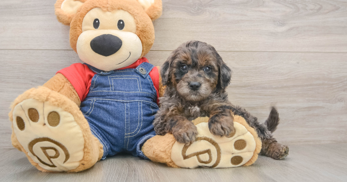 Smart Mini Goldendoodle Teagan: 3lb 2oz Doodle Puppy