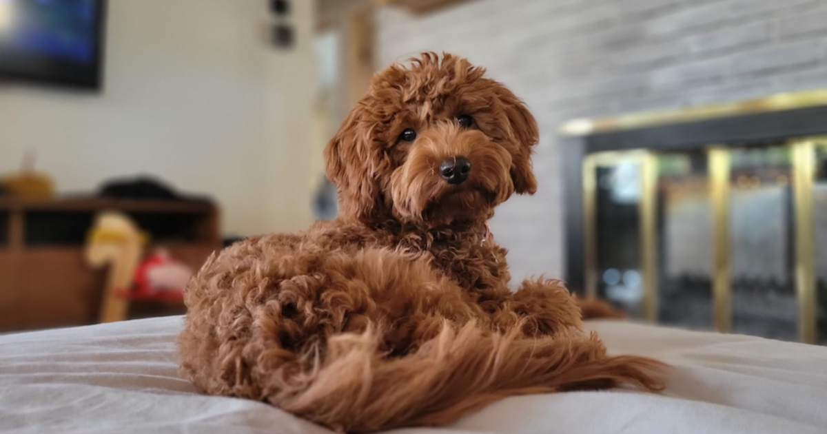 Mini Goldendoodle Temperament & Personality: 15 Key Traits