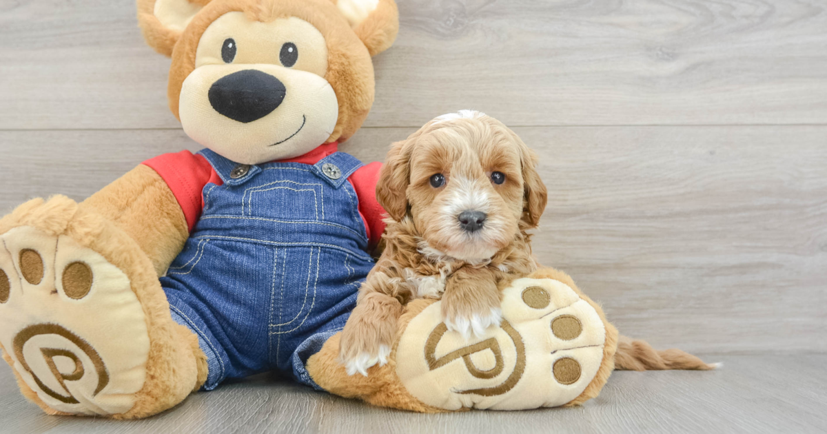 Smart Mini Goldendoodle Tesla: 3lb 7oz Doodle Puppy